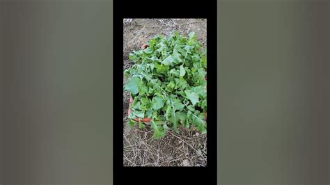 산 미생물퇴비 넣고 큰화분에 열무키우기 도시에서도 열무 기르기기 적합 유기농 열무 이한식 Youtube