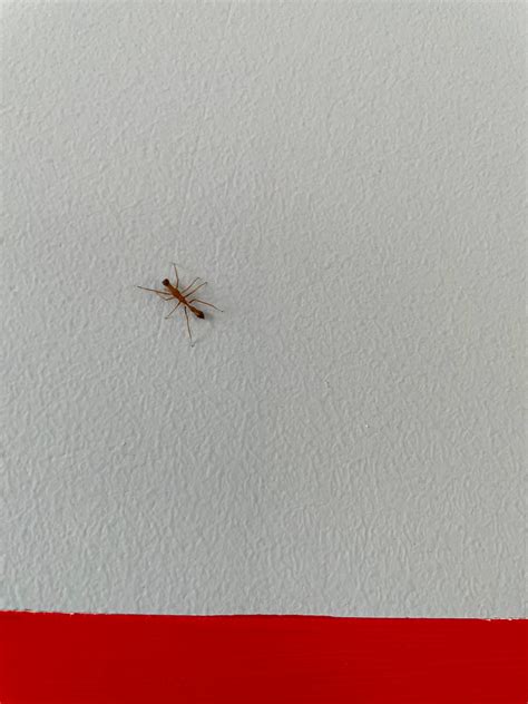 Spider Ant Assassin Ant Rkerala