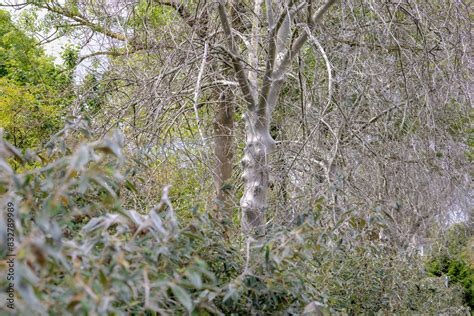The Caterpillars Covered The Tree Trunk And Turn It Into Entire White Web Of Silk The Domestic