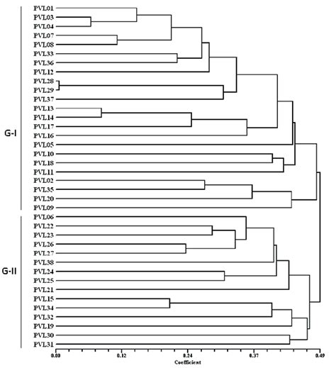 Dendrogram Of 38 Tropical Adapted Yellow Maize Inbred Lines Obtained