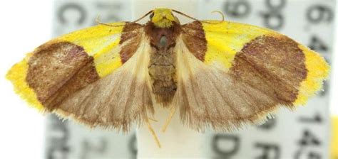 Heterallactis Stenochrysa