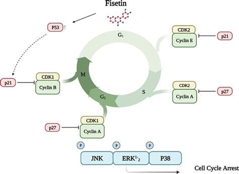 regulation of the cell cycle regulatory proteins 1 modulation of