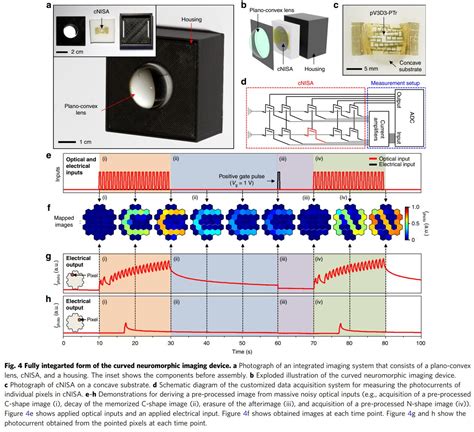Image Sensors World Curved Organic Heterojunction Neuromorphic Image