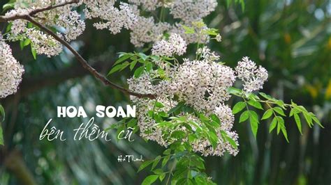 Hoa Soan Bên Thềm Cũ Youtube