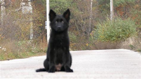 Длинношерстная черная немецкая овчарка девочка КСУ Youtube