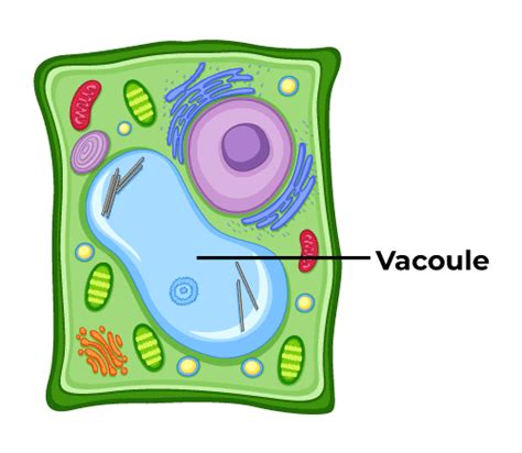 Vacuole Memes