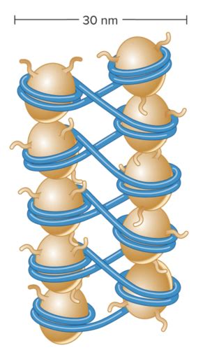 Molec Exam 4 Flashcards Quizlet