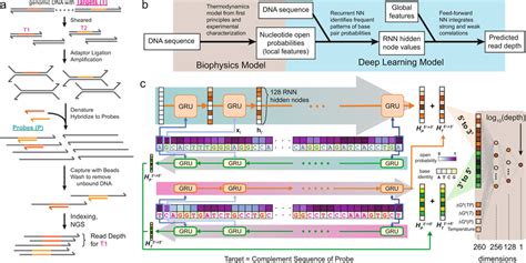 Overview Of Targeted Ngs Panel Workflow And Deep Learning Model Dlm Download Scientific