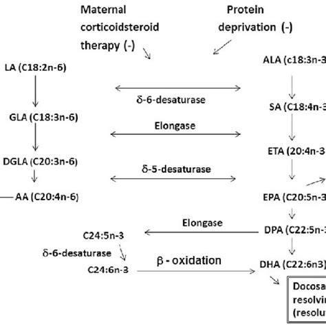 Biochemical Pathways For Dha Synthesis Download Scientific Diagram