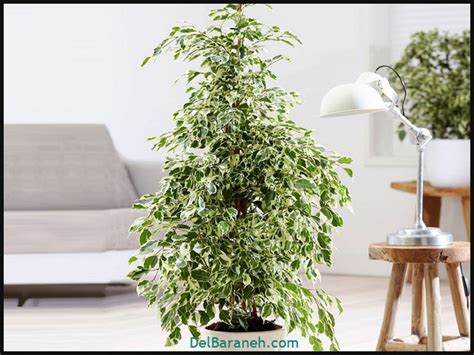 بنجامین نگهداری از گل بنجامین ابلق آبیاری،نور،خاک،کود،دما دلبرانه