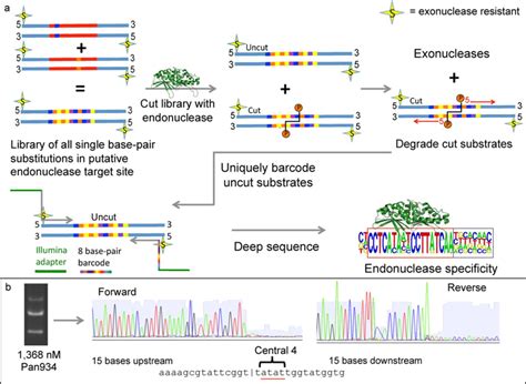 Identification Of Endonuclease Cleavage Specificity And Location A A Download Scientific