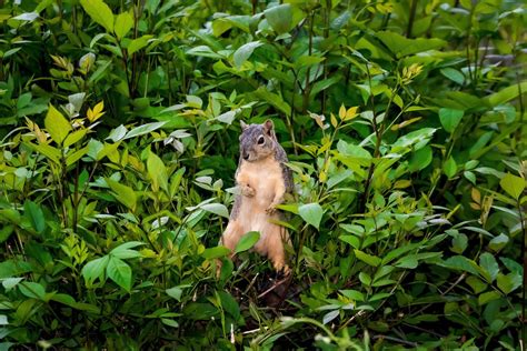 Little Boy Squirrel Versus The World Rsquirrels