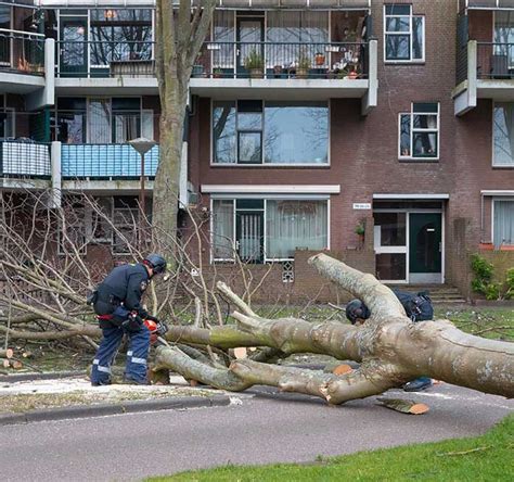 Emergency Tree Removal Services Melbourne Western Northern Suburbs Terrific Trees