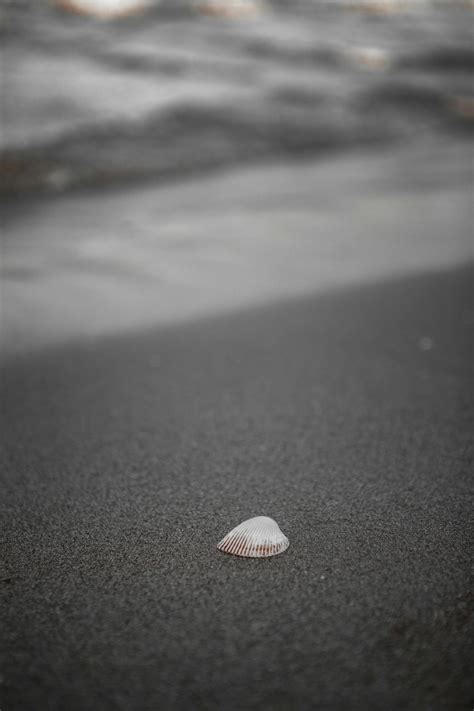 고독 고립된 고요한 고요함 껍데기 모래 모래 위의 조개 모래 질감 모래와 바다 미니멀리스트 해변 미니멀리즘