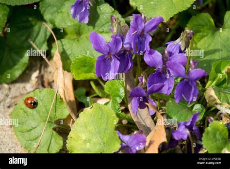 Spring Ladybug Leaf Sweet Violet Viola Odorata Ladybug On Plant English Violet Fragrant