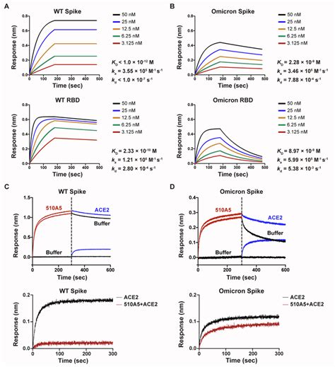 Figure S5 Biolayer Interferometry Assays Related To Figure 4 A And Download Scientific