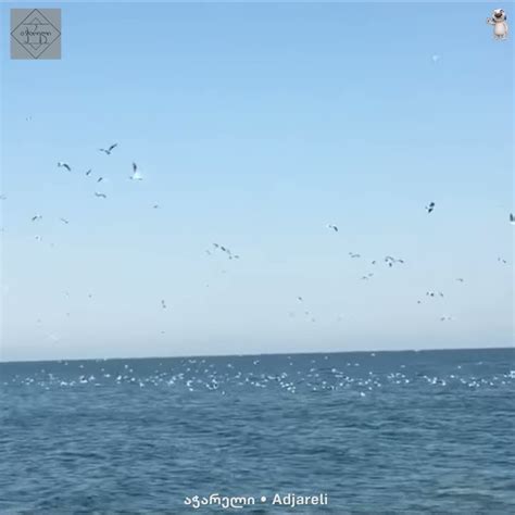 ულამაზესი სანახაობა ბათუმის სანაპიროზე Youtube