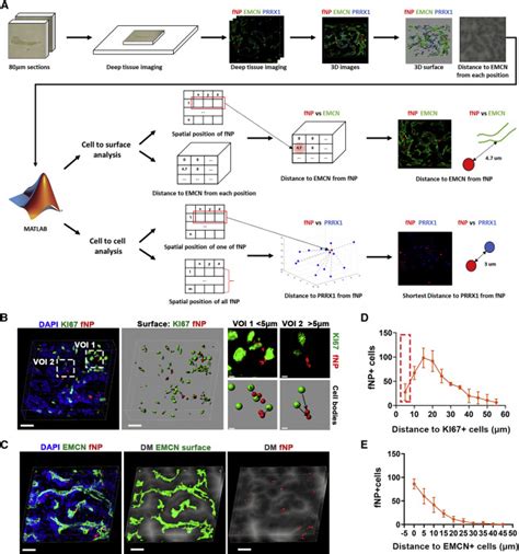 Single Cell Spatiotemporal Analysis Reveals Cell Fates And Functions Of Transplanted Mesenchymal