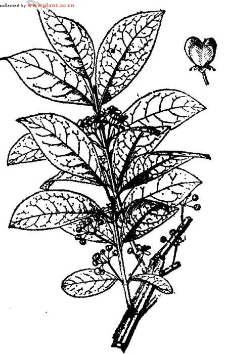 栓翅卫矛Euonymus phellomanes Loes 植物图片库 植物通