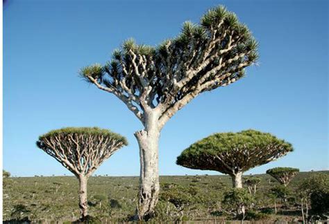 真っ赤な樹液を出す不思議な木竜血樹 リュウケツジュ DNA