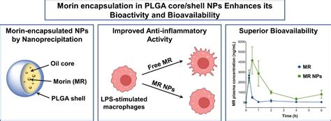 Encapsulation Of Morin In Lipid Coreplga Shell Nanoparticles