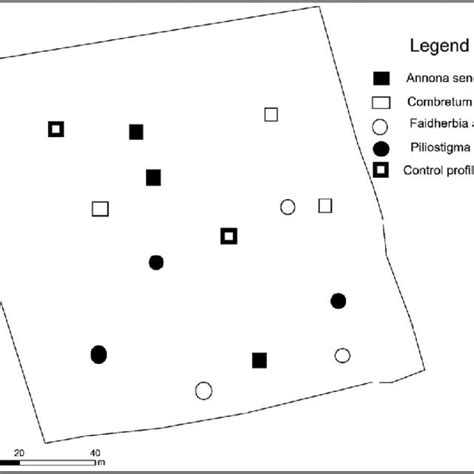 experimental design showing tree species and control positions in the