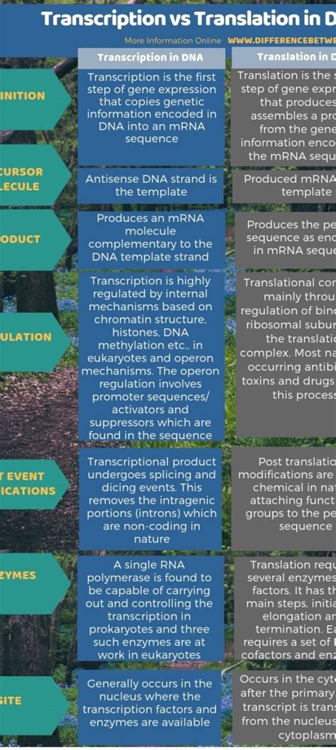 Difference Between Transcription And Translation In Dna Compare The