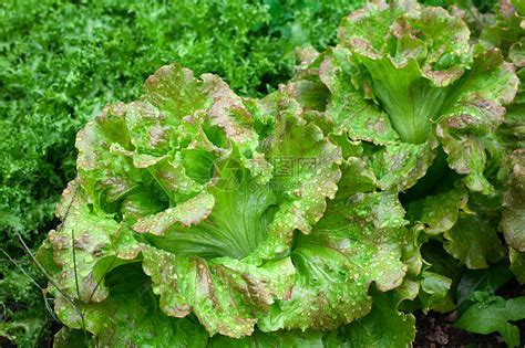 镇菜园艺蔬菜食物饮食农业叶子植物花园绿色高清图片下载 正版图片321172057 摄图网
