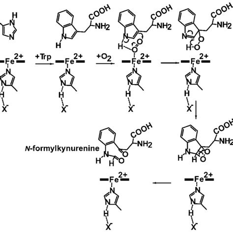 Scheme 3 Schematic Of The Ido Catalyzed Oxidation Of Trp See Text For