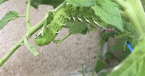 Tomato Bugs Album On Imgur
