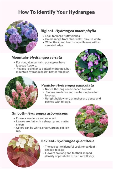 How To Identify Your Hydrangea Hydrangea Garden Types Of Hydrangeas Hydrangea Care