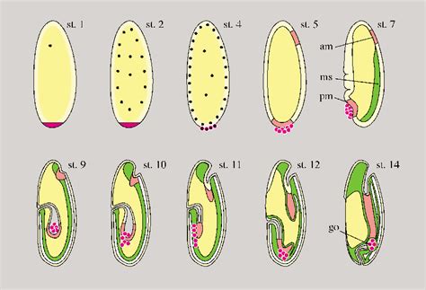 Schematic Representation Of Drosophila Embryogenesis Drosophila