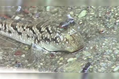 这种鱼离开水都不会死，还会爬树，专家：是世间难得的药材