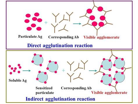 Two Diagrams Showing Different Types Of Reactions In The Same Reaction One Shows An