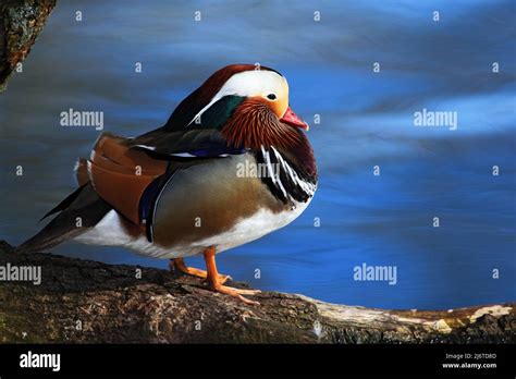 bird mandarin duck aix galericulata sitting on the branch with blue