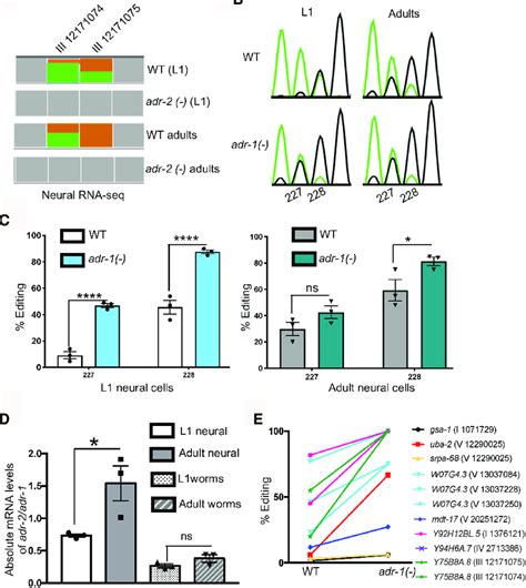 The Inhibitory Role Of Adr 1 On Editing Of Neural Transcripts Is