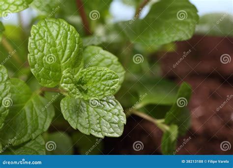 Close Up Of Mint Plant In Soil Stock Photo Image Of Dirt Growing