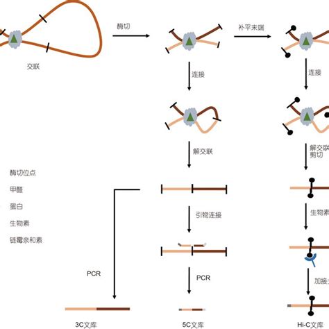 The Experimental Protocols Of Chromosome Conformation Capture And Its