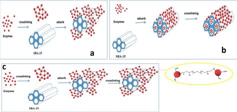 Schematic Diagrams Of The Different Adsorption Cross Linking Download Scientific Diagram