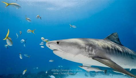 Gator Chris Gator Chris Added A New Photo