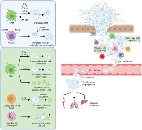 The Role Of Immune Cells In Cancer Cell Migration Left The