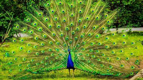 Peacock Myths Dispelling 8 Misbeliefs About Peacocks