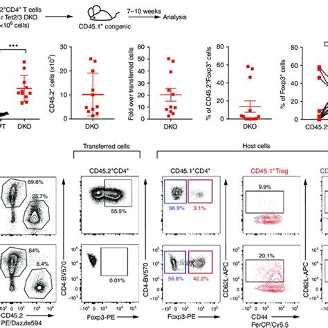 Characterization Of Tet2 3 Deficient Treg Cells A Representative Flow Download Scientific
