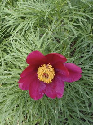 Пионы: виды и сорта, фото пионов, описание сортов и видов пионов