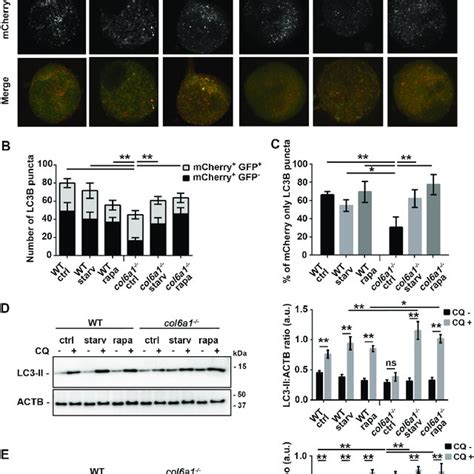 Starvation And Rapamycin Treatment Rescue Autophagy Activation In