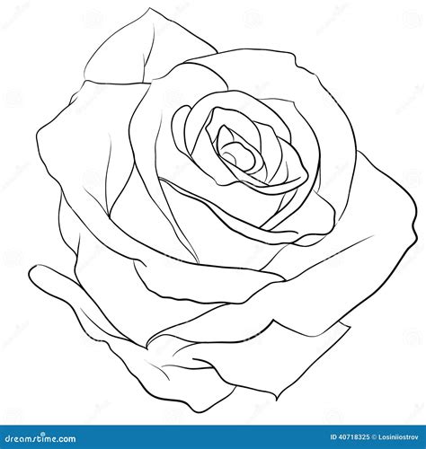Knumathise Realistic Rose Drawing Outline Images