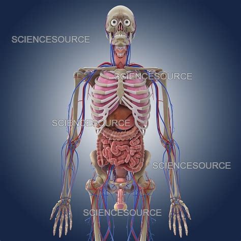 Human Male Anatomy