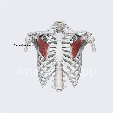 Pectoralis Minor Anatomy App