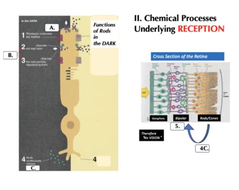 Neuro Exam 2 Flashcards Quizlet