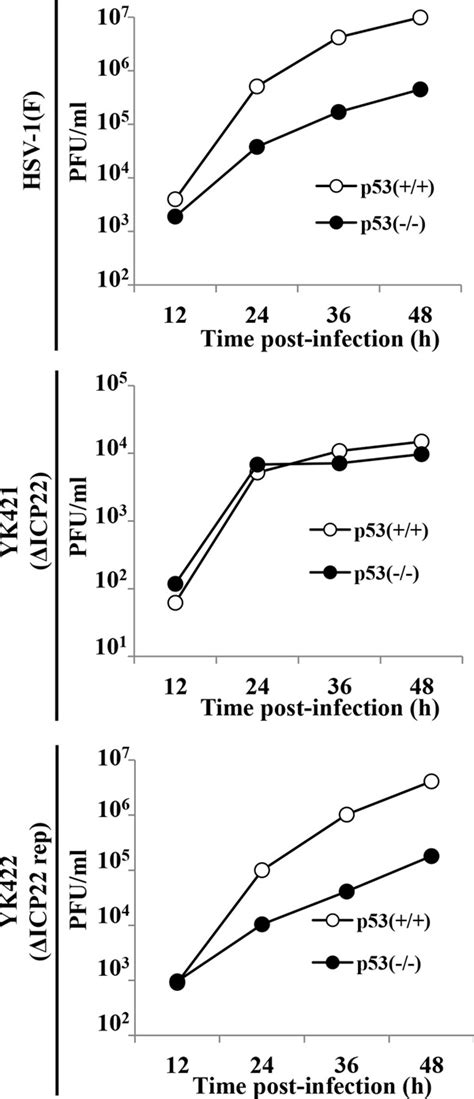 Effect Of The P53 Null Mutation On Growth Of Wild Type Hsv 1f Yk421 Download Scientific